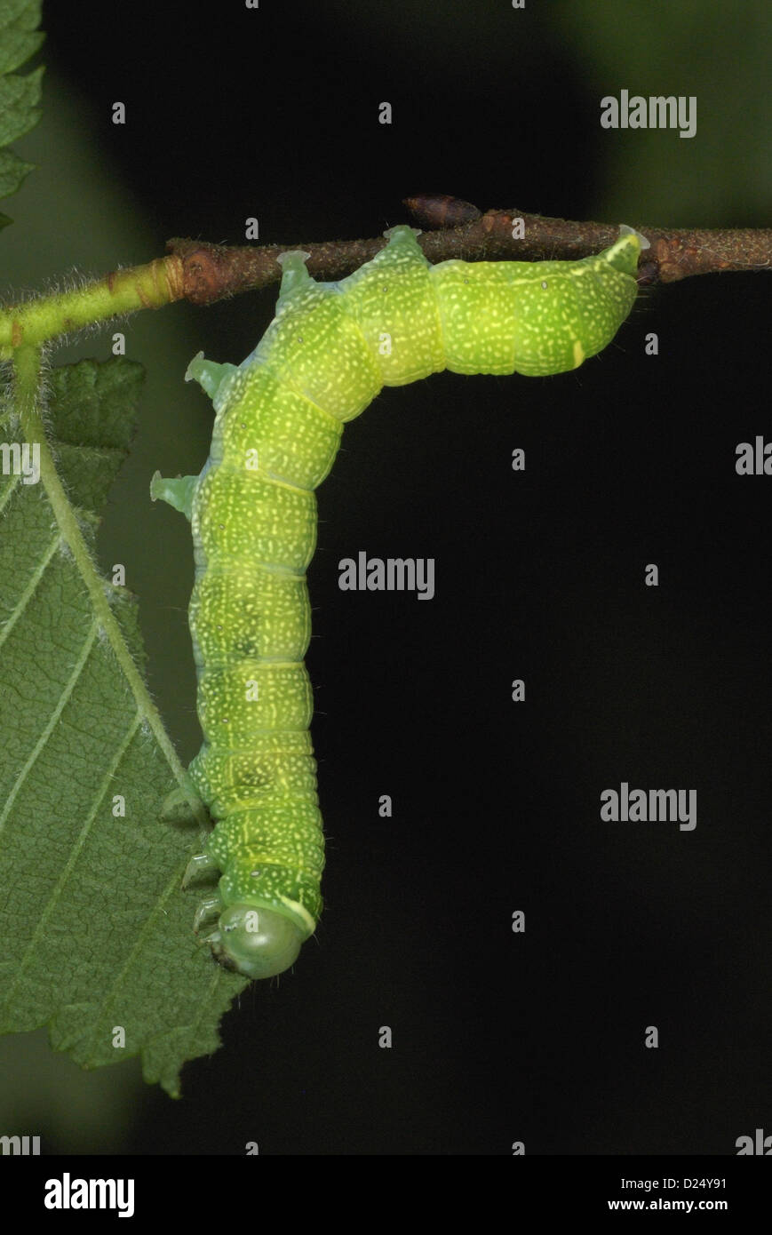 Common Quaker Orthosia cerasi caterpillar feeding on elm leaves in ...