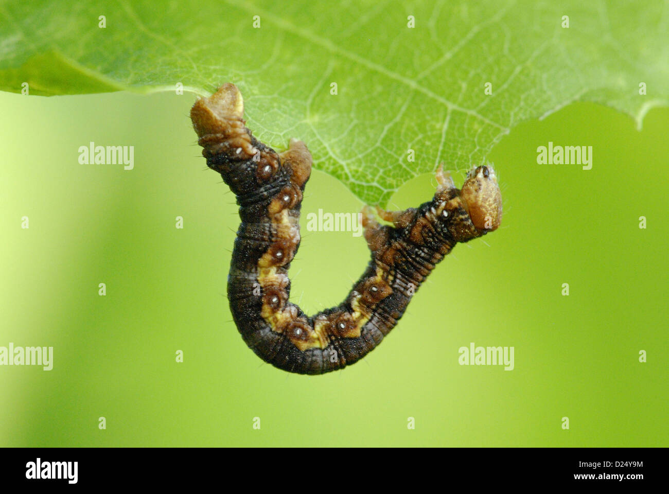Mottled Umber (Erannis defoliaria) caterpillar feeding on leaf in ...