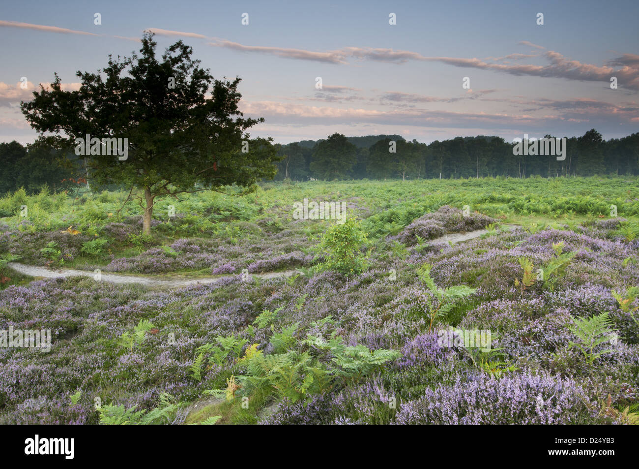 Hothfield common hi-res stock photography and images - Alamy