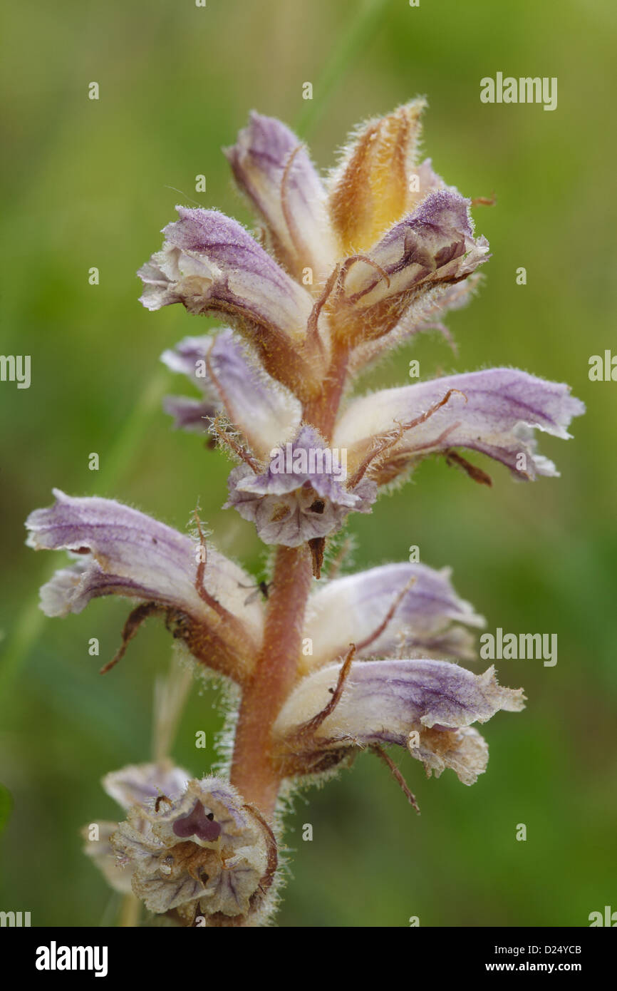 Common Broomrape Orobanche minor close-up flowers parasitic on White ...