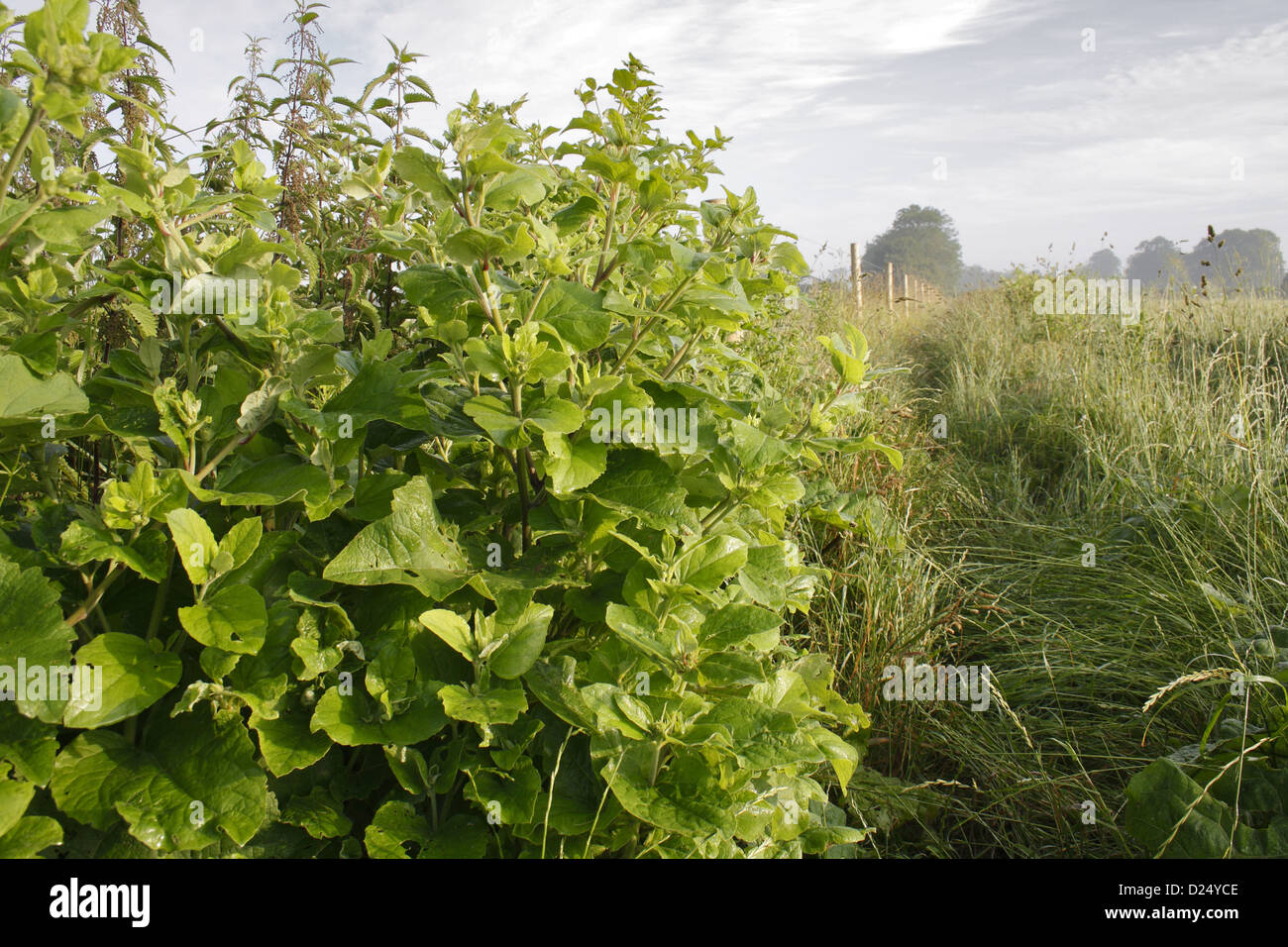 Arctium burdocks hi-res stock photography and images - Alamy