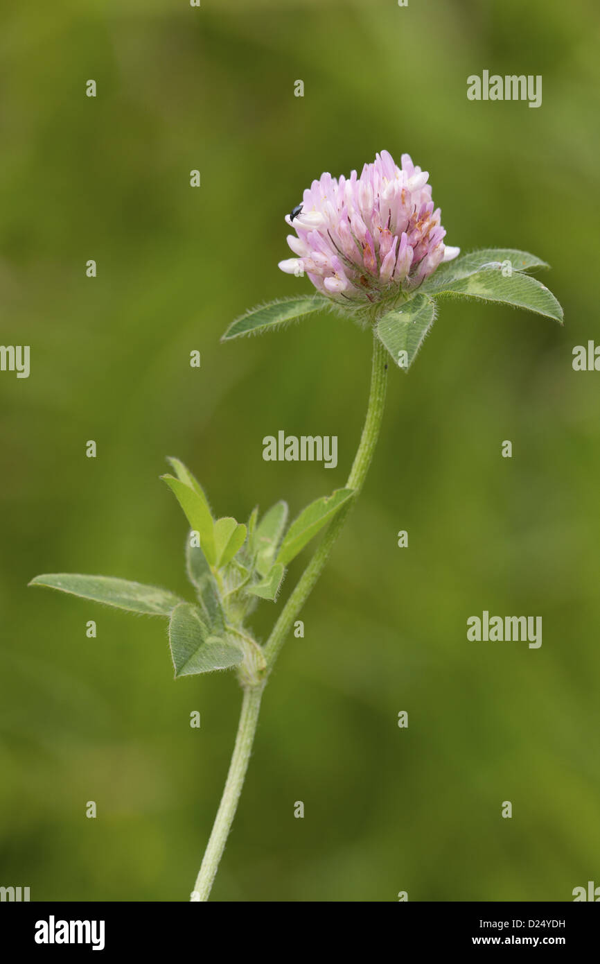 Clovers trifolium hi-res stock photography and images - Alamy