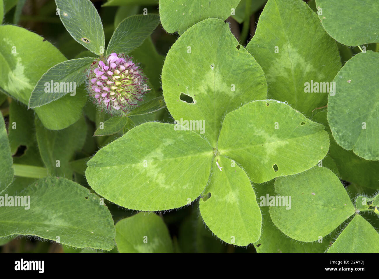 Four Leaf Clover Uk High Resolution Stock Photography and Images - Alamy