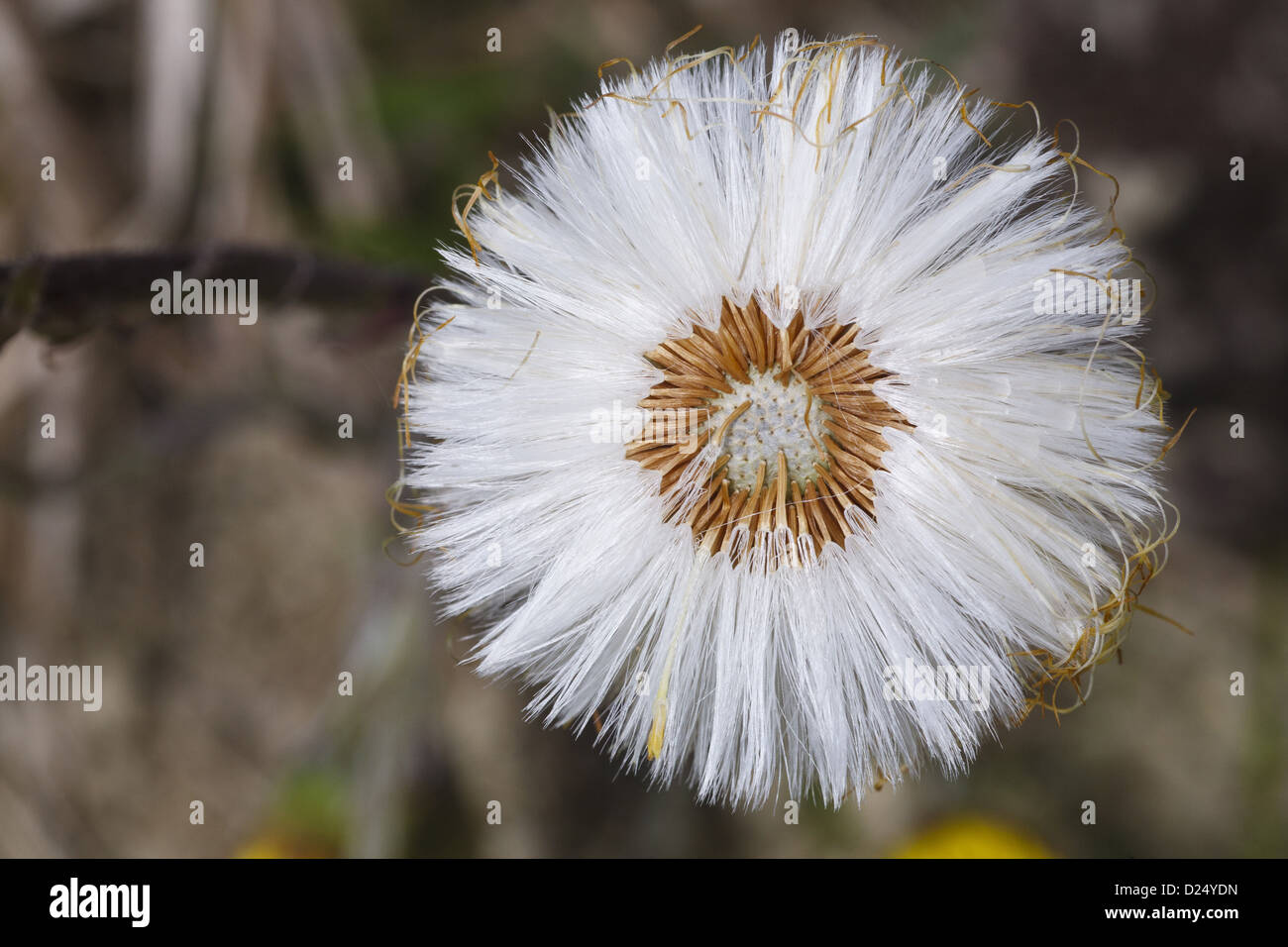 Coltsfoot tussilago farfara spring wildflowers hi-res stock photography ...