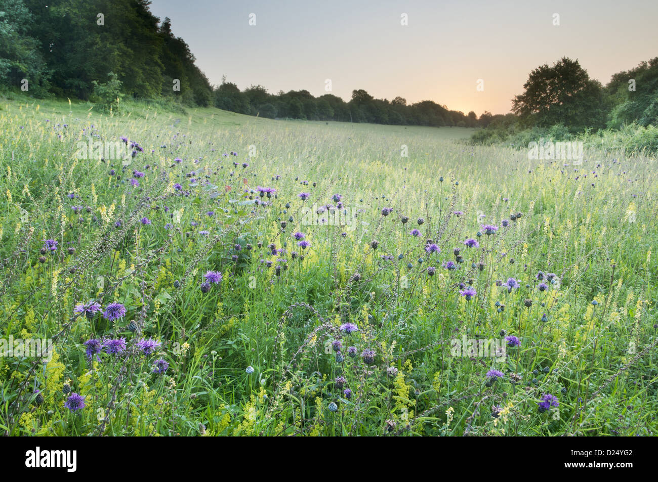 Greater Knapweed Centaurea scabiosa Common Meadow-rue Thalictrum flavum ...