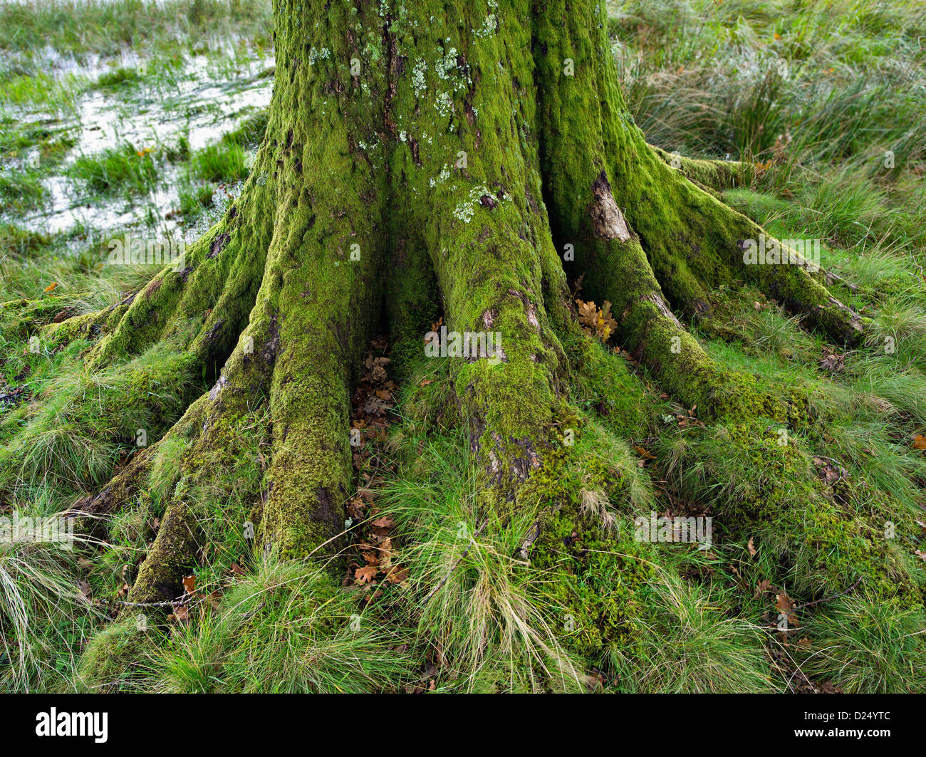 Moss-covered tree-trunk at the edge at the edge of recent flooding ...