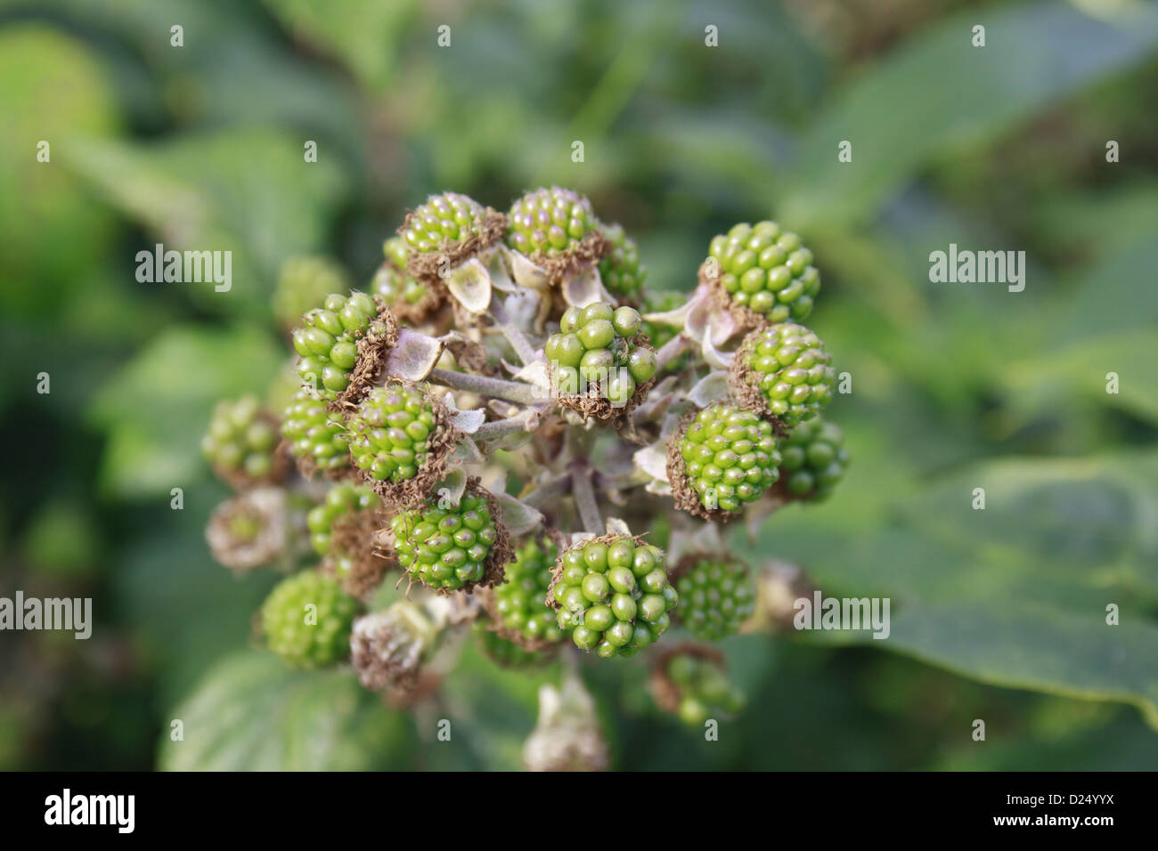 Bramble (Rubus fruticosus) close-up of unripe green fruit, Bacton ...