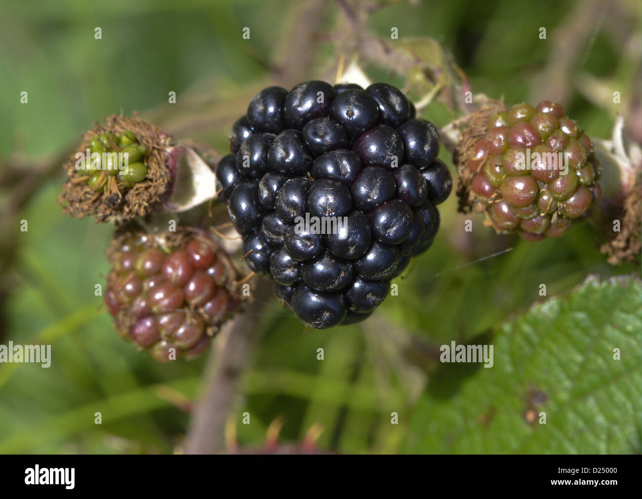 Bramble (Rubus fruticosus) close-up of ripe and unripe fruit, growing ...