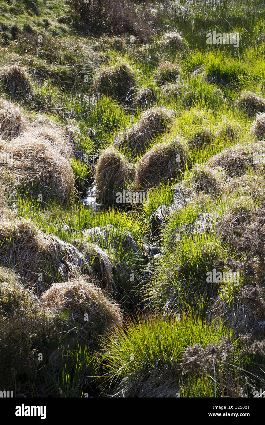 Purple moorgrass hi-res stock photography and images - Alamy