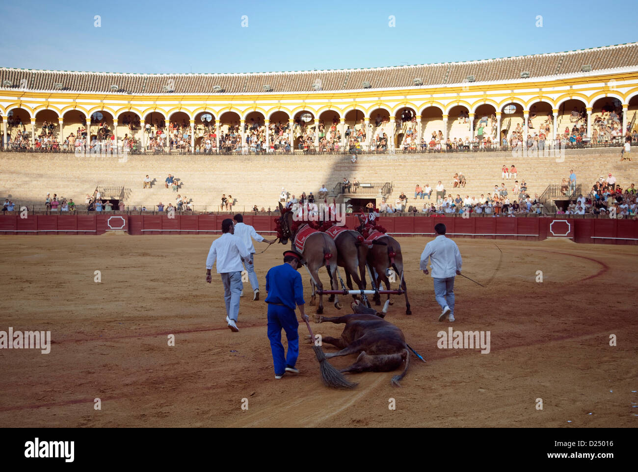 Seville, Spain, Mullis and staff pull a dead bull in the bullring Stock ...