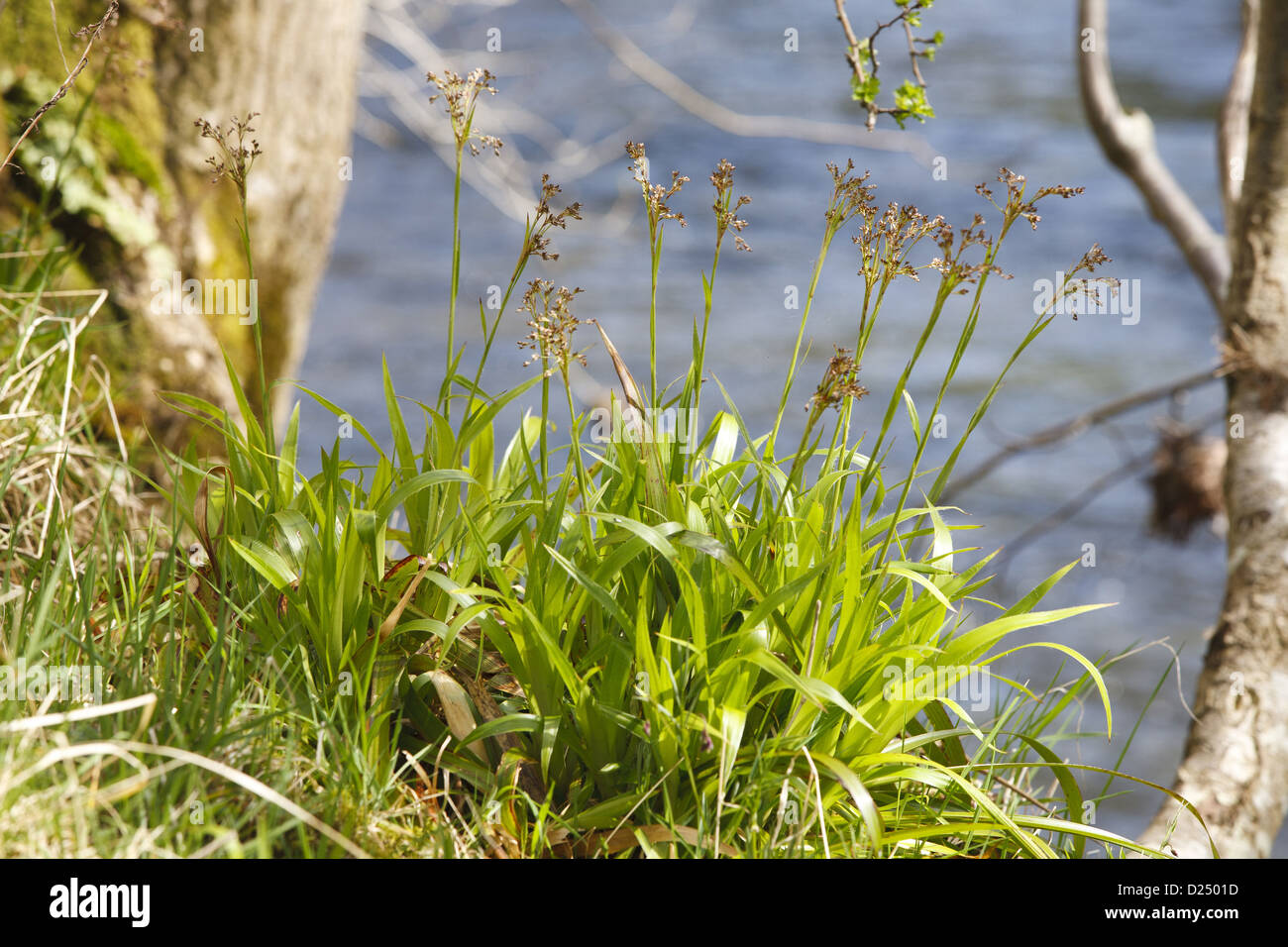 Great wood rush luzula sylvatica hi-res stock photography and images ...