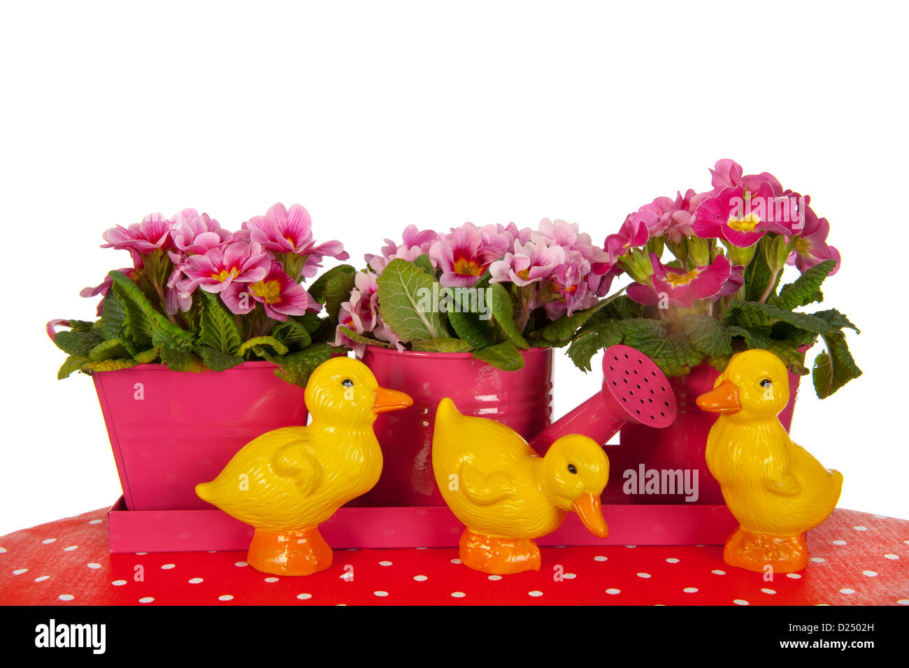 Pink easter Primroses and little chicks on white background Stock Photo ...