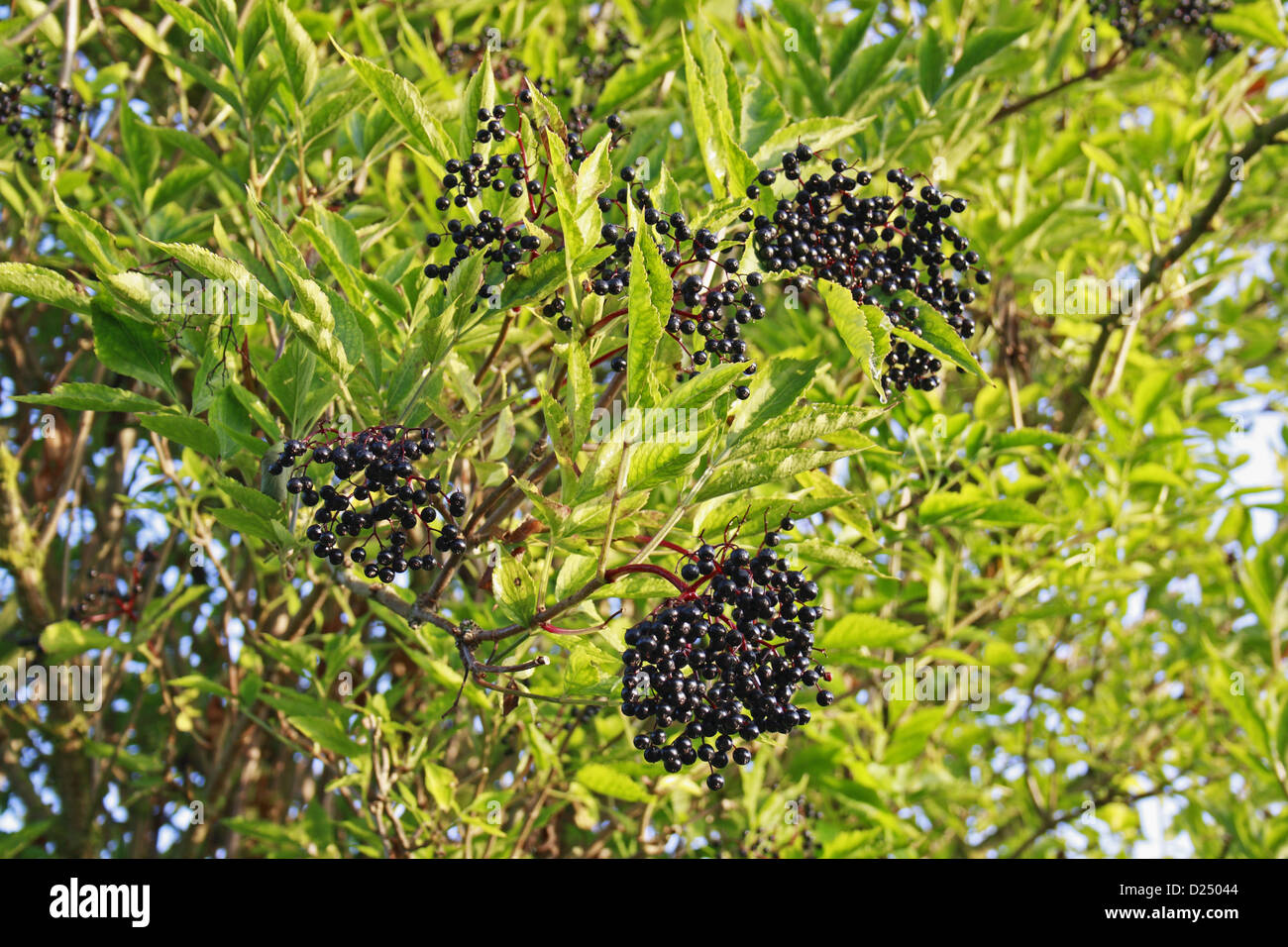 Elder Sambucus nigra close-up leaves berries growing in river valley ...