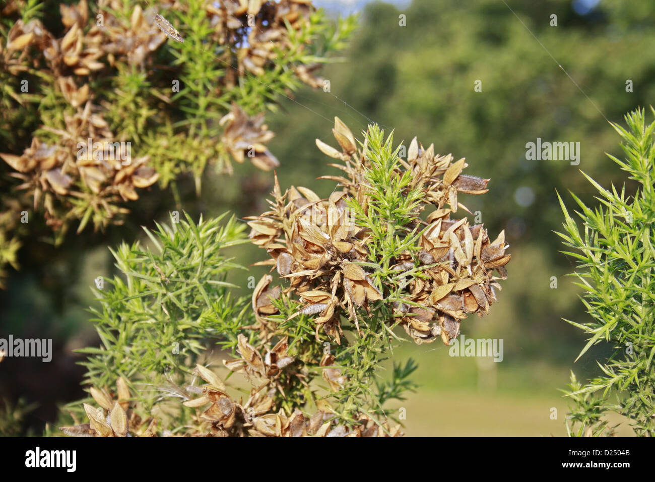 Gorse seed pod hi-res stock photography and images - Alamy