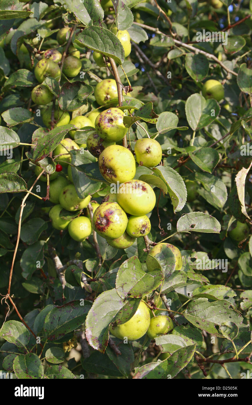 Wild Crabapple Malus sylvestris close-up fruit growing in hedgerow edge ...