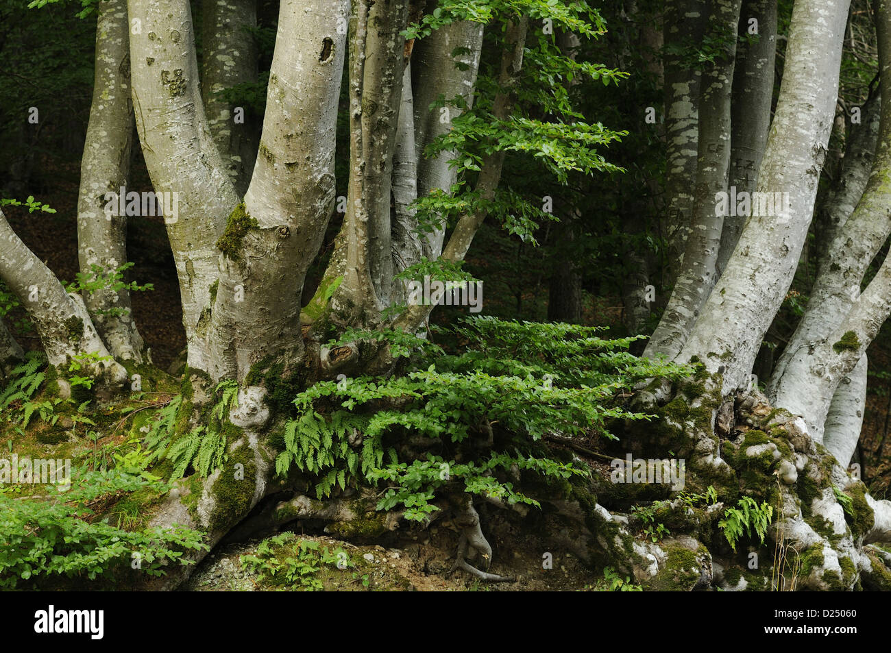 Southern european beech forests hi-res stock photography and images - Alamy