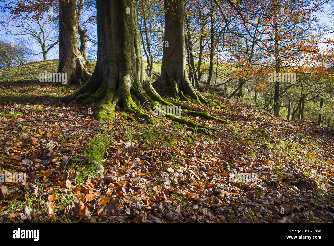 Common Beech Fagus sylvatica trunks fallen leaves Dinkling Green Brook ...