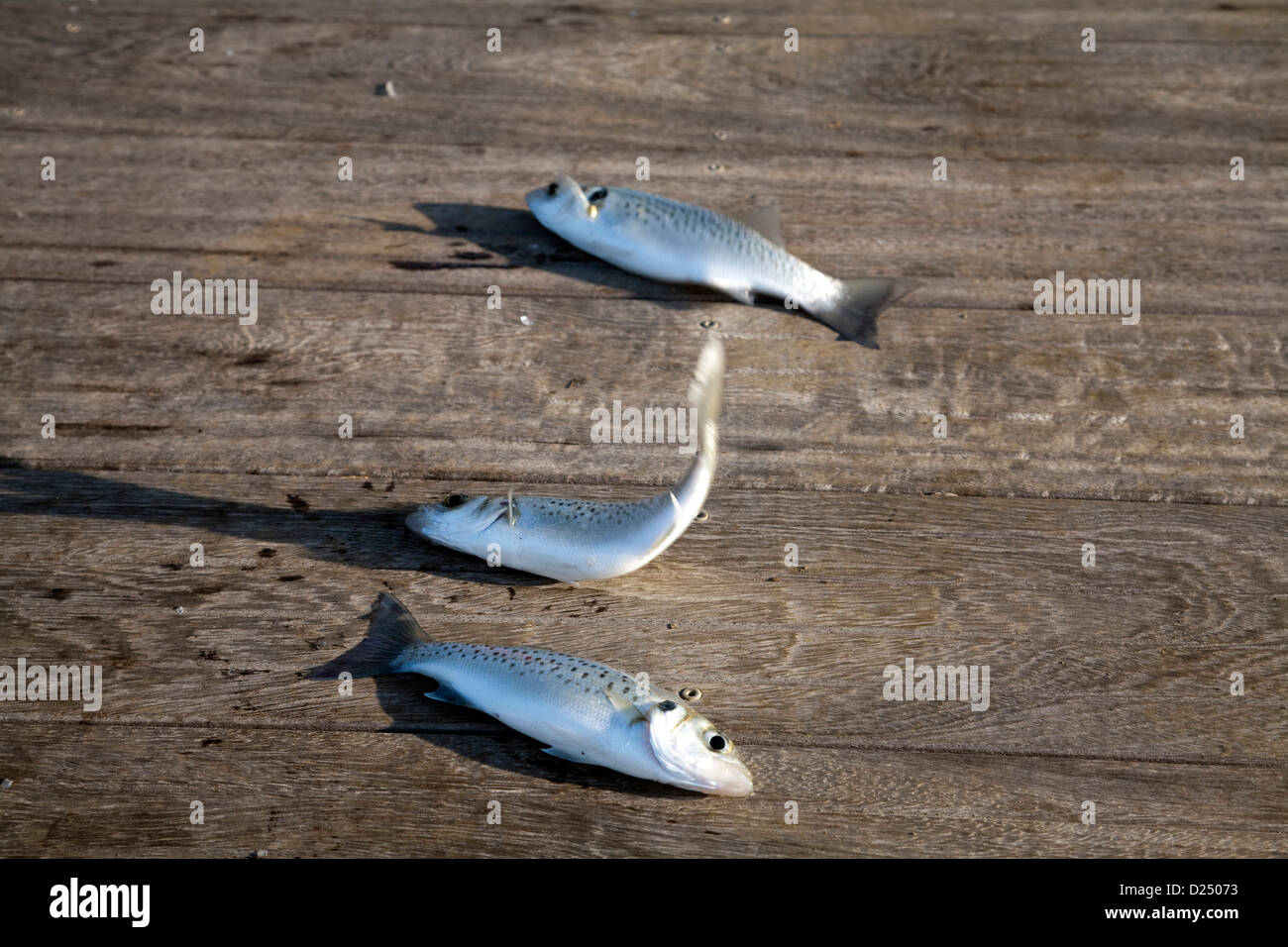 Caught fish on deck ship hi-res stock photography and images - Alamy