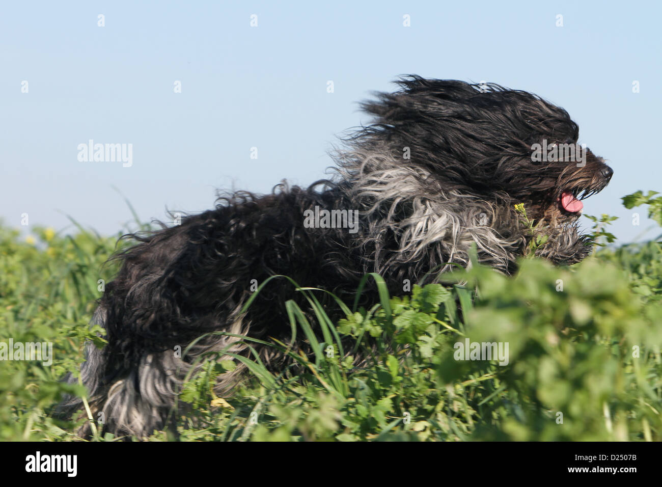 Sheepdog running on sheep hi-res stock photography and images - Alamy