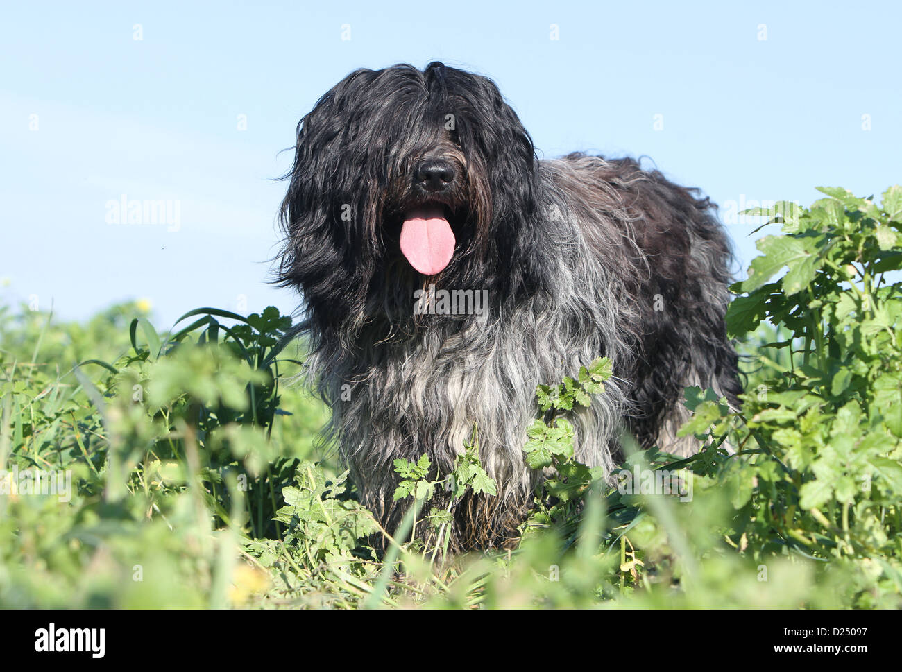Sheep Field Dog Sheepdog High Resolution Stock Photography and Images ...