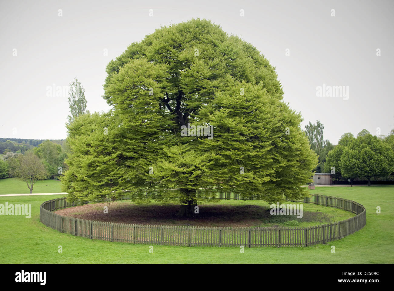 Fern-leafed Beech Fagus sylvatica 'Heterophylla' habit specimen growing ...