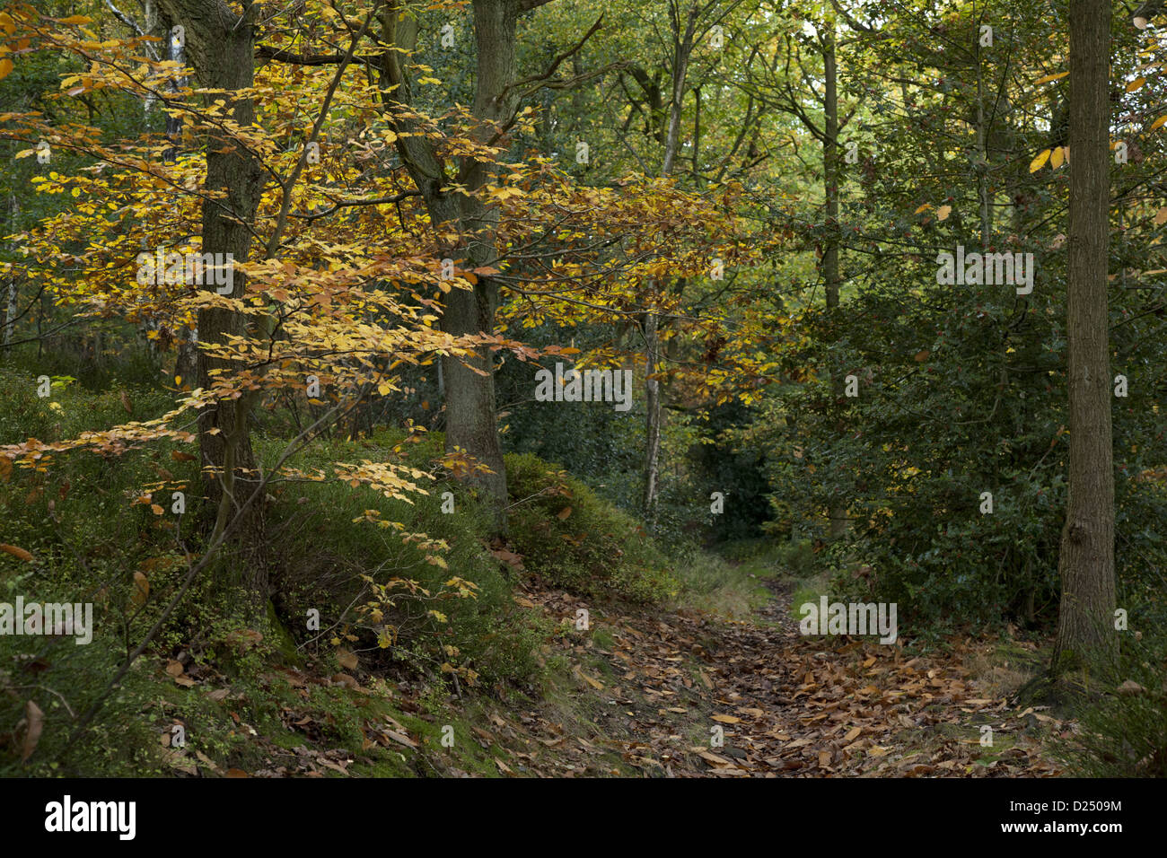 England broadleaf woodland habitats hi-res stock photography and images ...