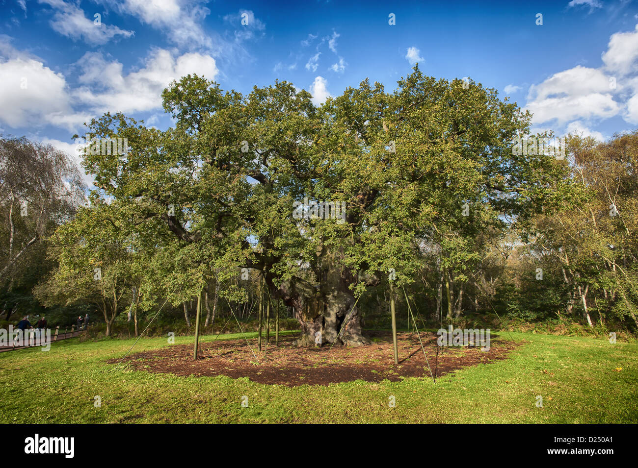 Major oak sherwood hi-res stock photography and images - Alamy