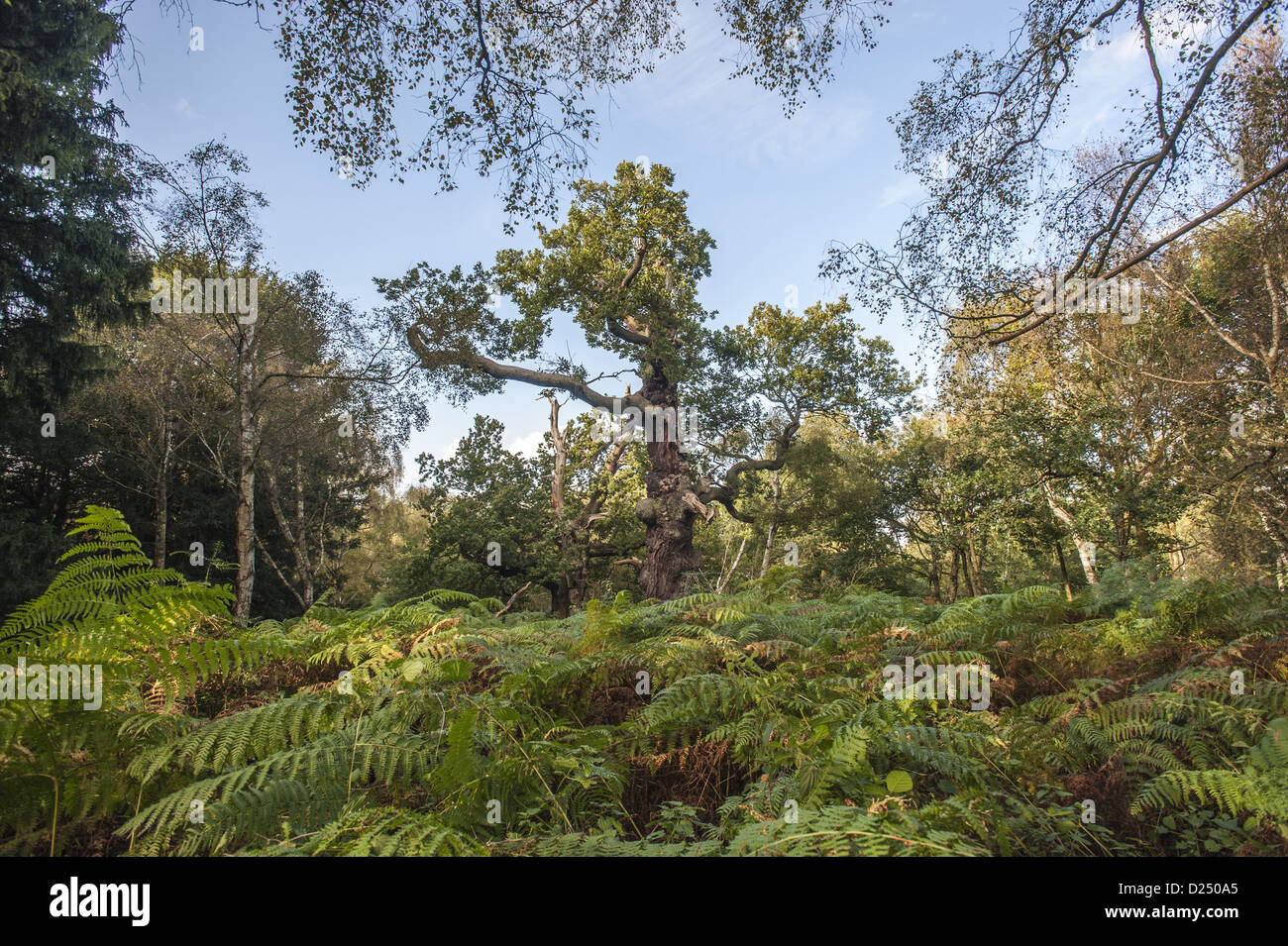Common Oak Quercus robur ancient 'stag-headed' trees with hollow trunks ...