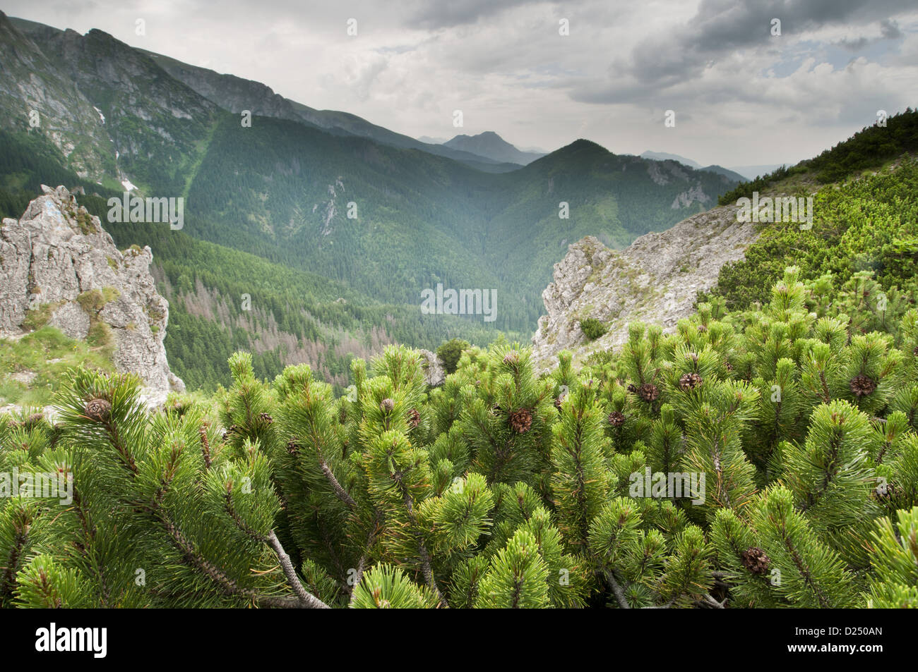 Dwarf Mountain Pine (Pinus mugo) growing in montane coniferous forest ...