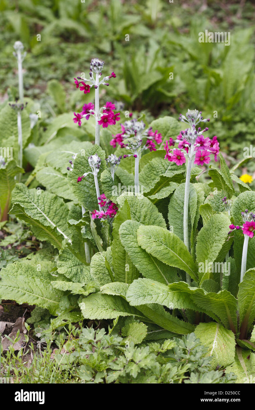 Candelabra Primrose (Primula pulverulenta) flowering, naturalized in ...