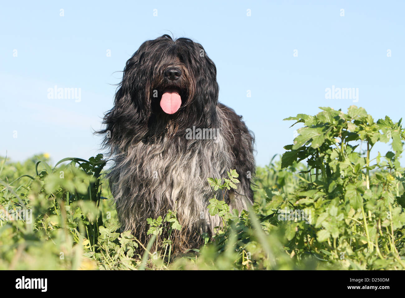 Dog Schapendoes / Dutch Sheepdog adult standing in a field Stock Photo ...