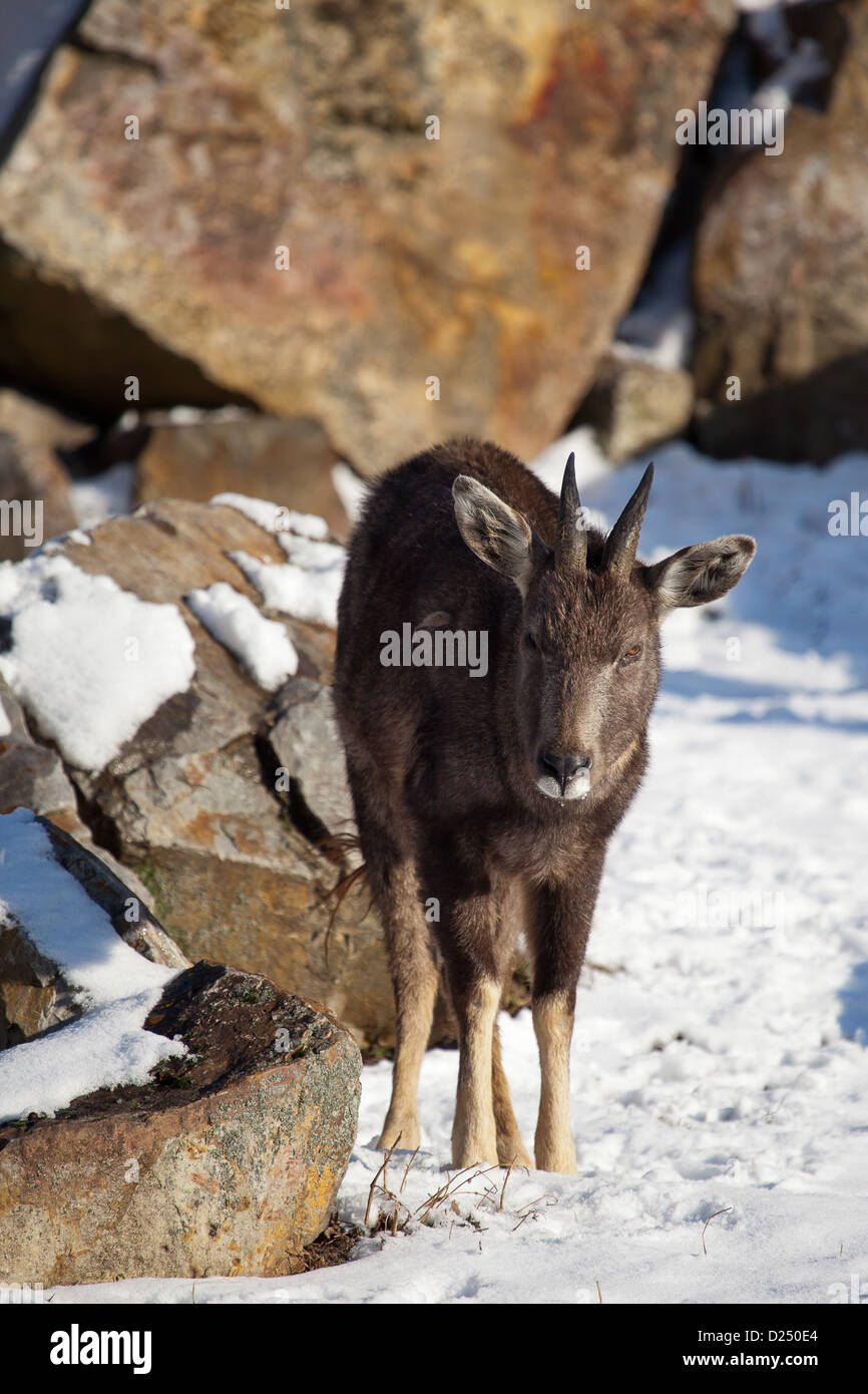 Long tailed goral hi-res stock photography and images - Alamy