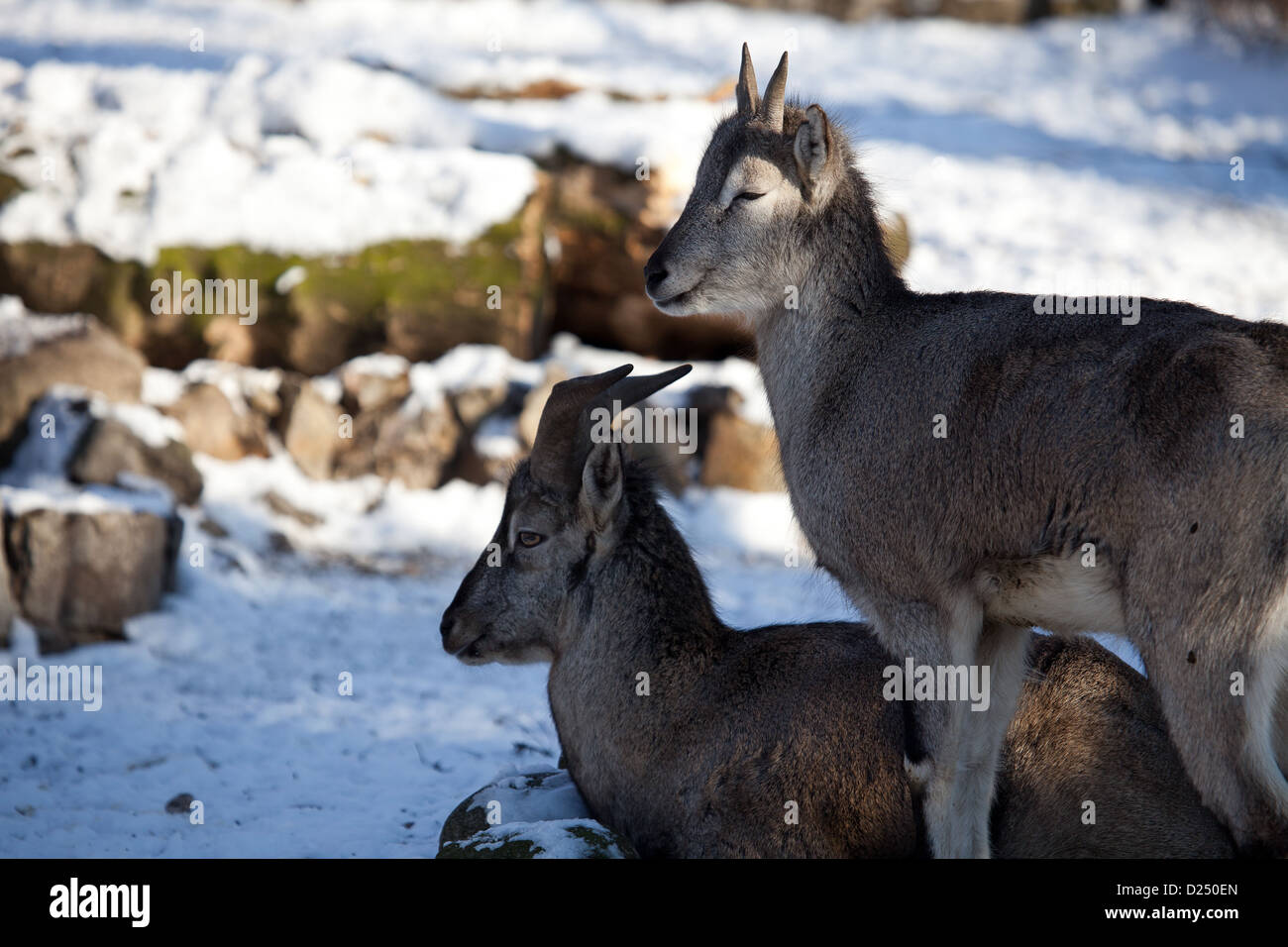 bharal, nachur, nahur Stock Photo - Alamy