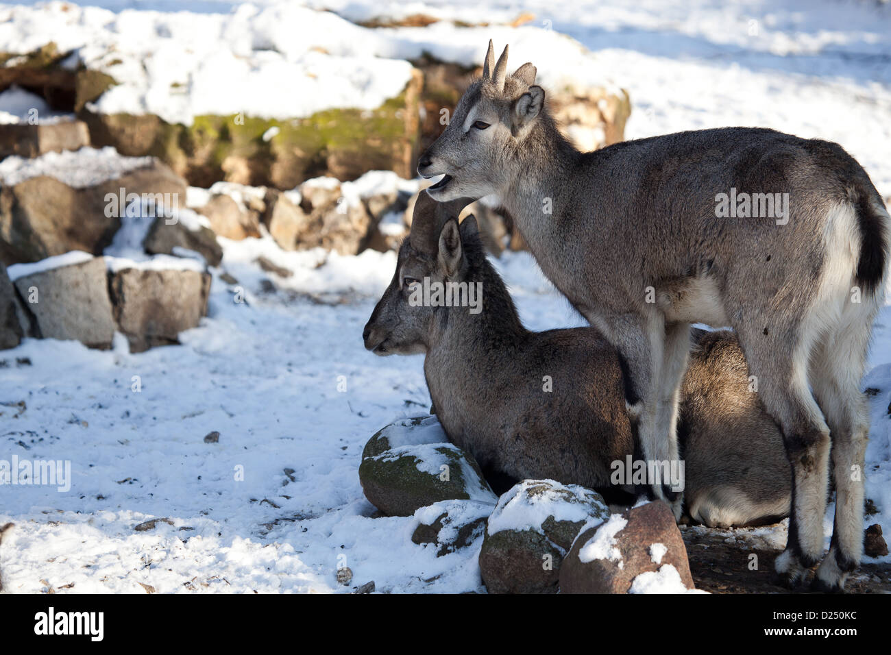 bharal, nachur, nahur Stock Photo - Alamy