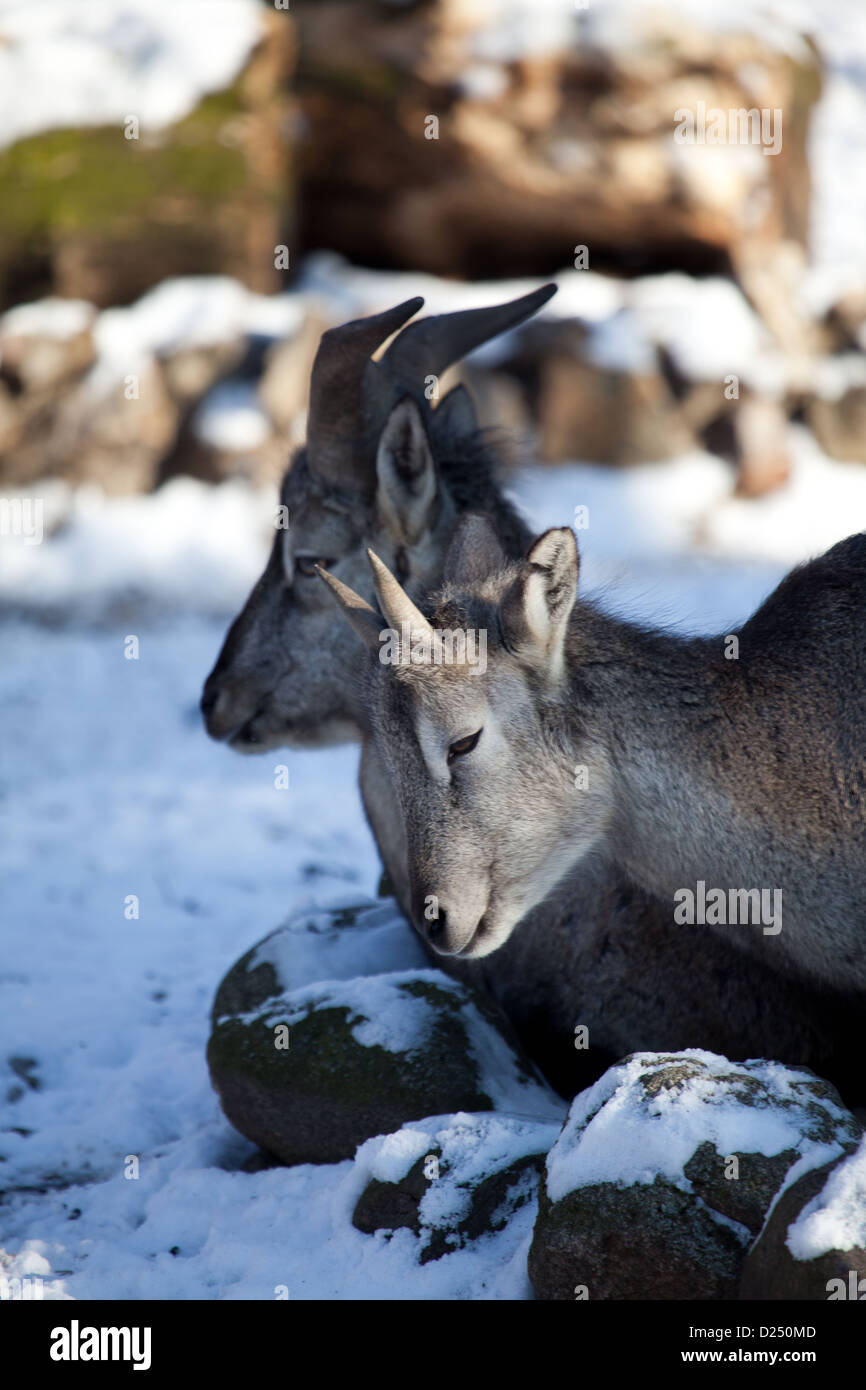 Bharal pakistan hi-res stock photography and images - Alamy