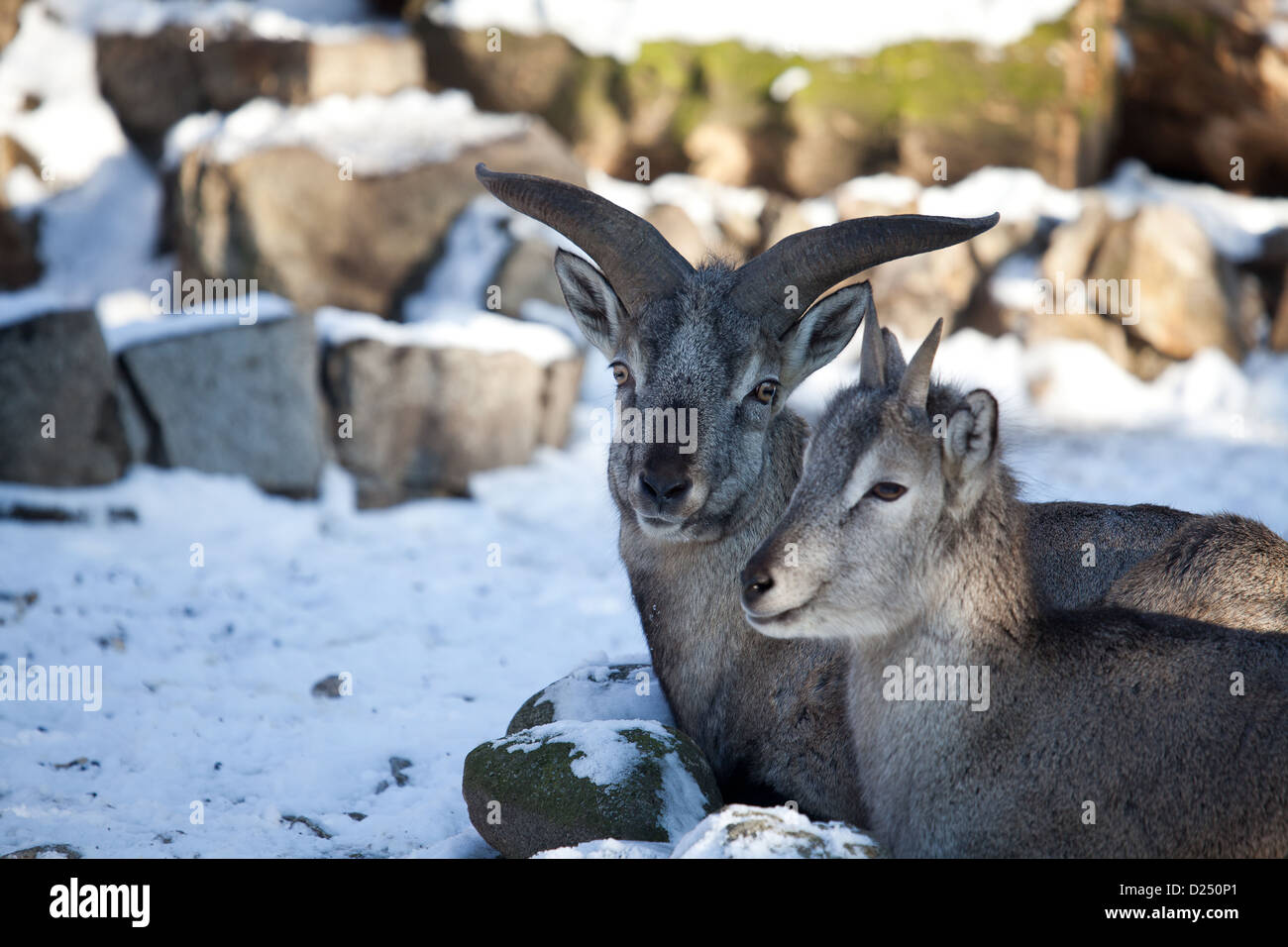 Bharal hi-res stock photography and images - Alamy