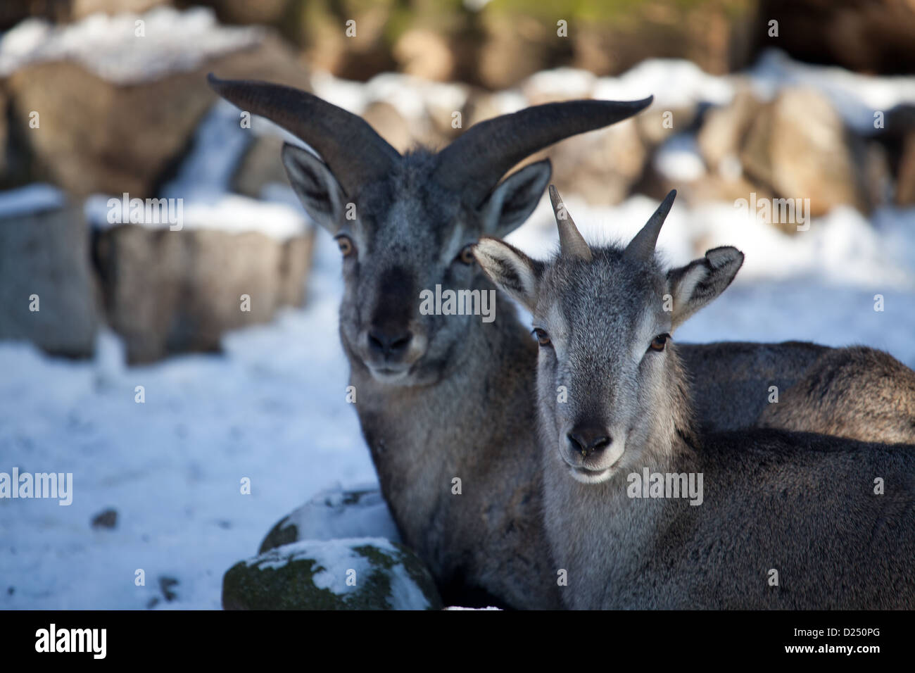 Bharal pakistan hi-res stock photography and images - Alamy