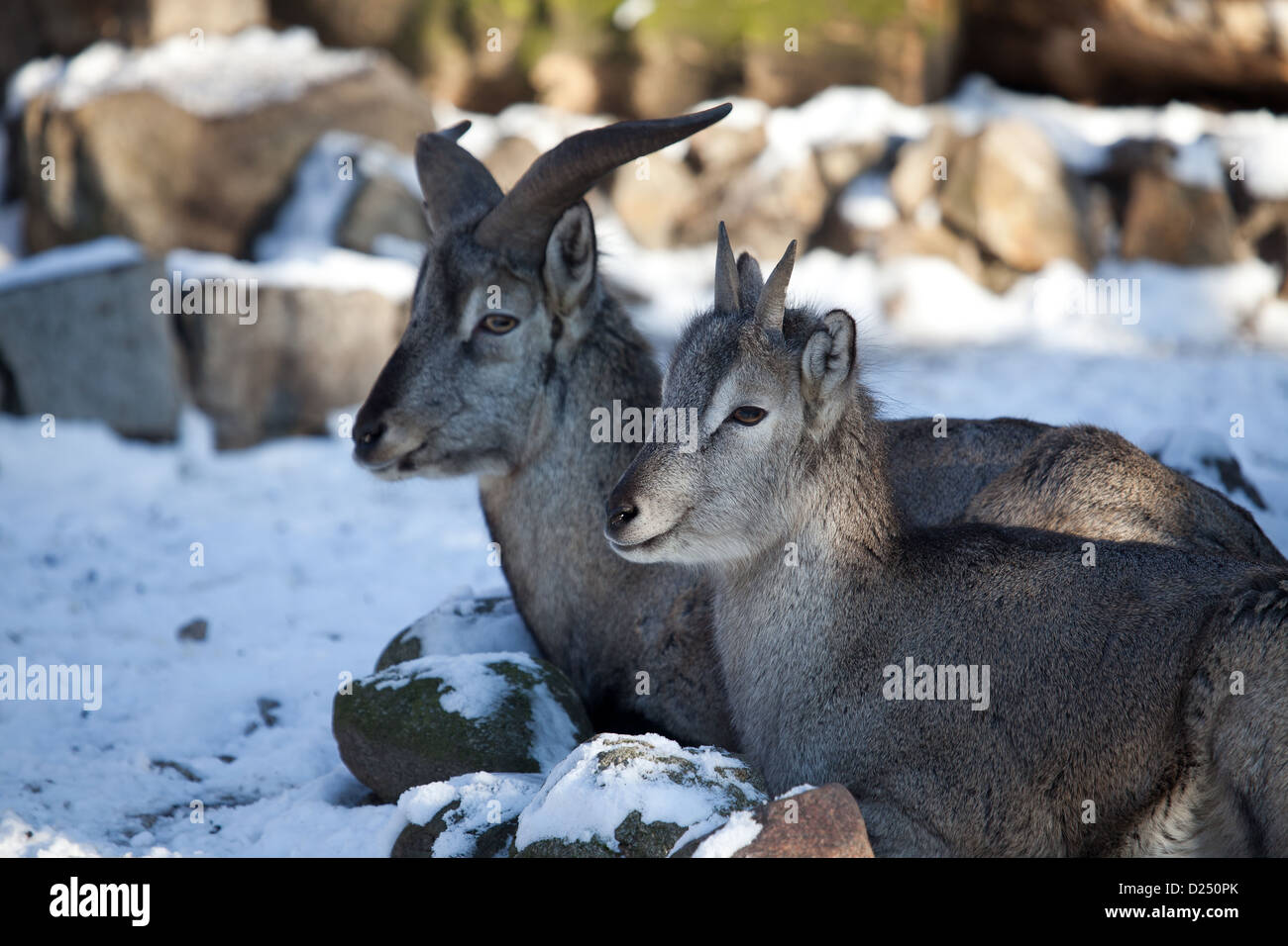 Nahur hi-res stock photography and images - Alamy