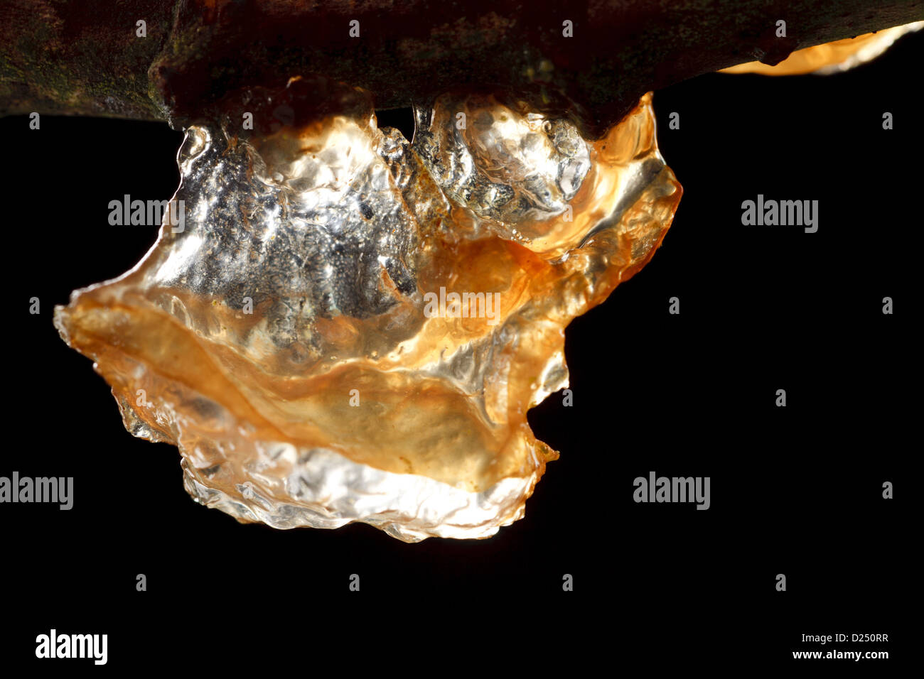 Willow Jelly Fungus (Exidia recisa) fruiting body, growing on Sallow ...