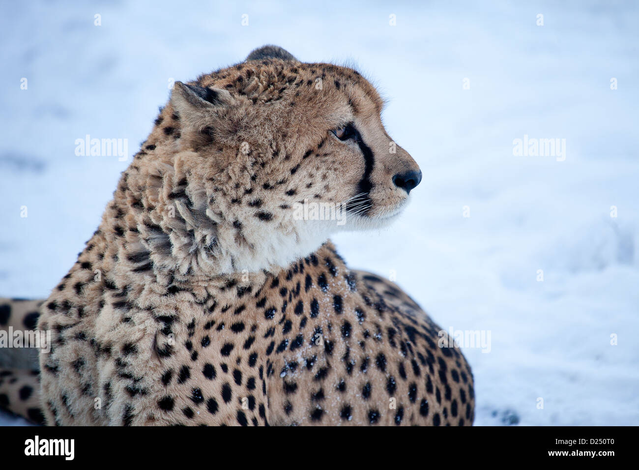 Fastest cat hi-res stock photography and images - Alamy