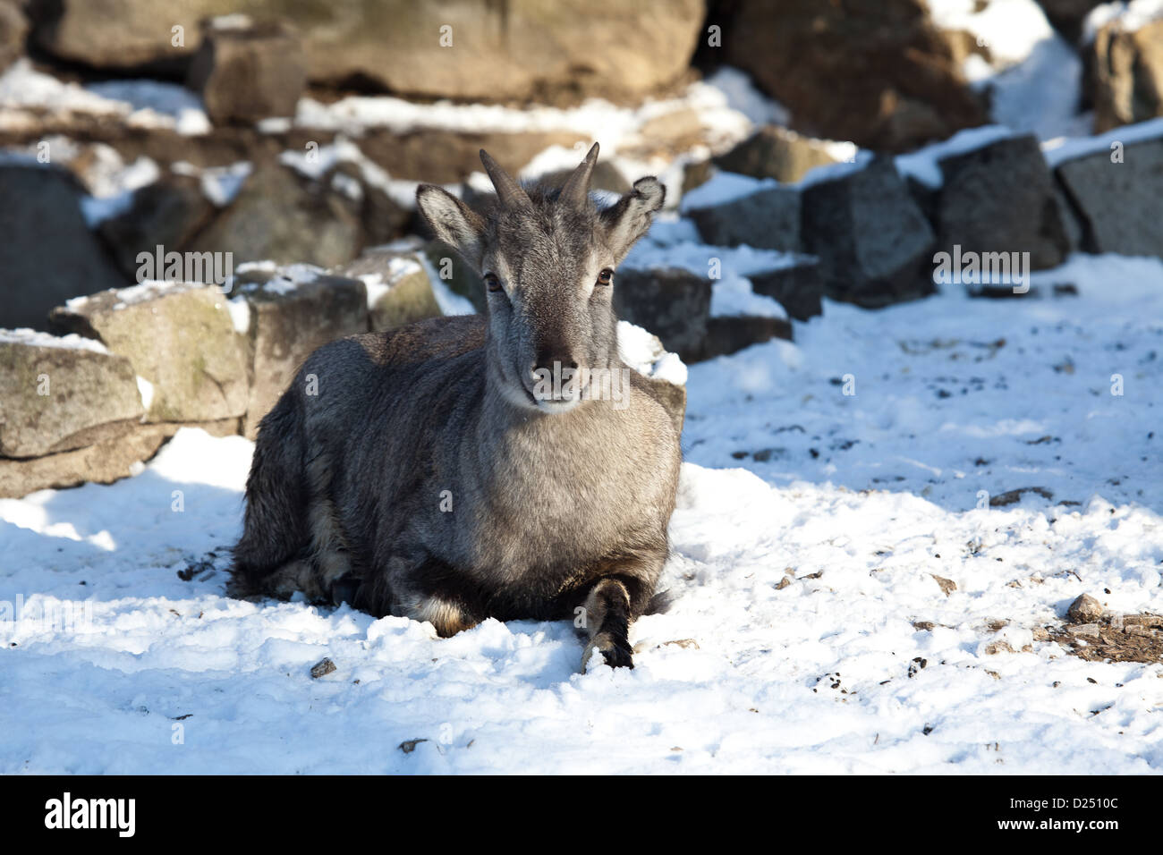 bharal, nachur, nahur Stock Photo - Alamy