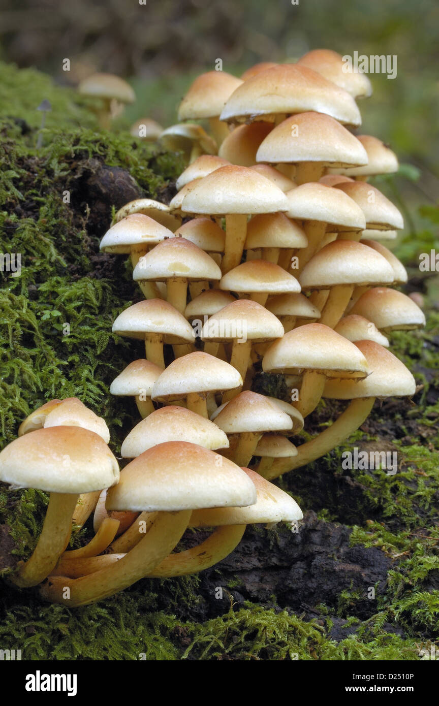 Sulphur Tuft Fungi (Hypholoma fasciculare) fruiting bodies, cluster ...