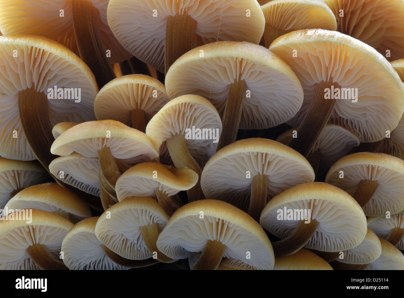 Velvet Shank Fungus (Flammulina velutipes) fruiting bodies, underside ...