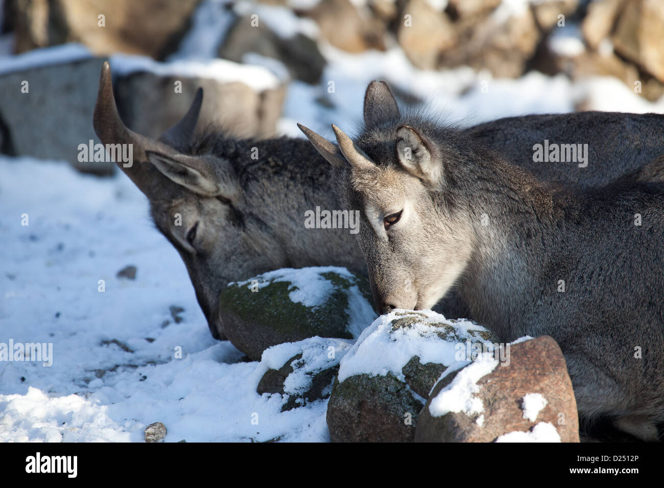 Nahur hi-res stock photography and images - Alamy