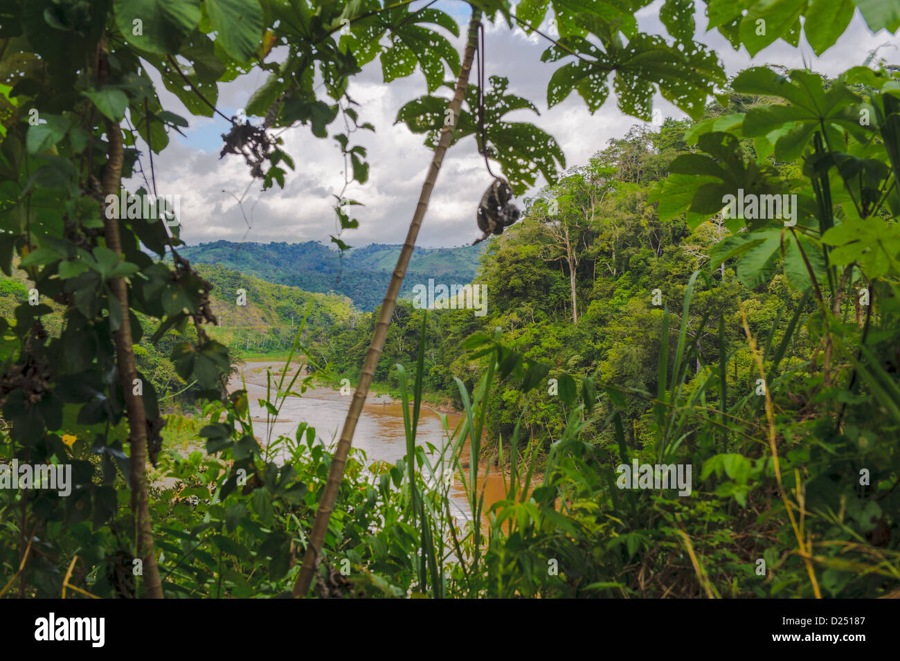 Rio general rainforest hi-res stock photography and images - Alamy