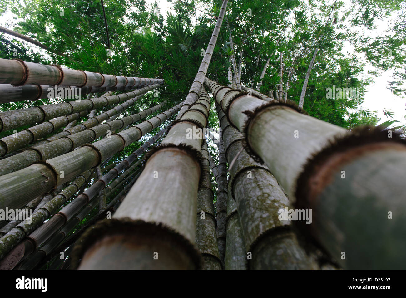 Giant trunks hi-res stock photography and images - Alamy