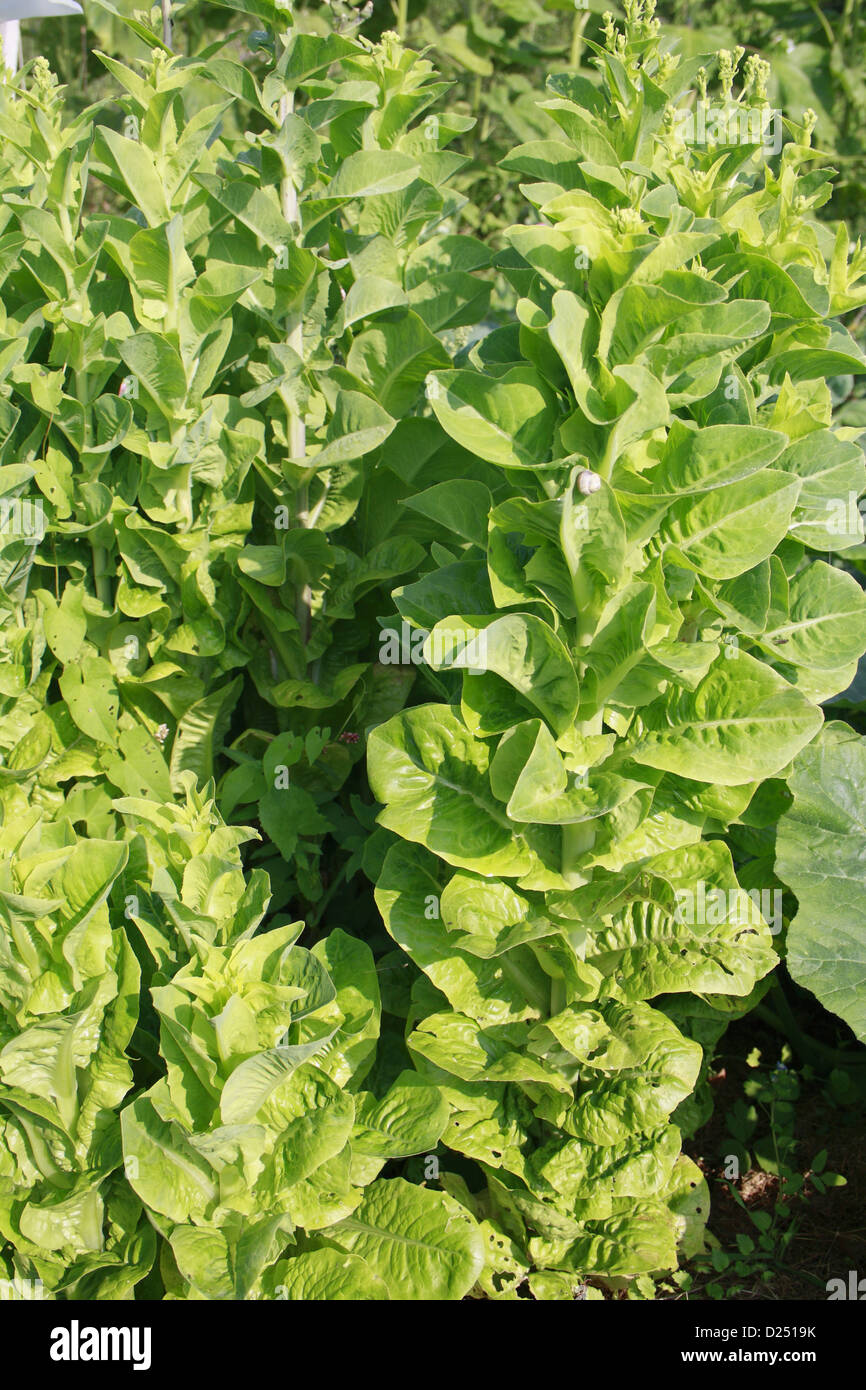 Lettuce (Lactuca sativa) 'Little Gem', 'bolting' and flowering, in ...