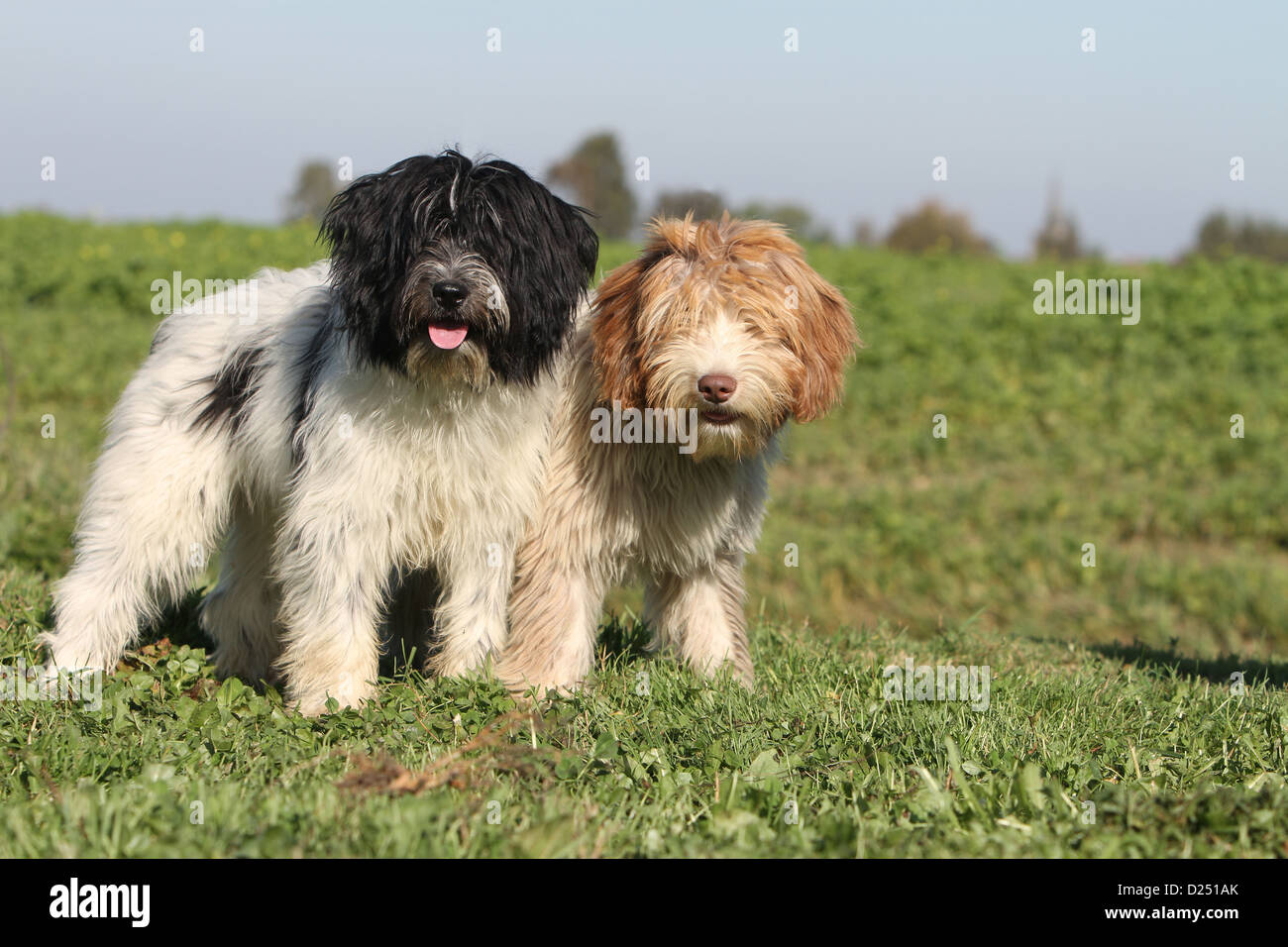Dog Schapendoes / Dutch Sheepdog two puppies different colors standing ...