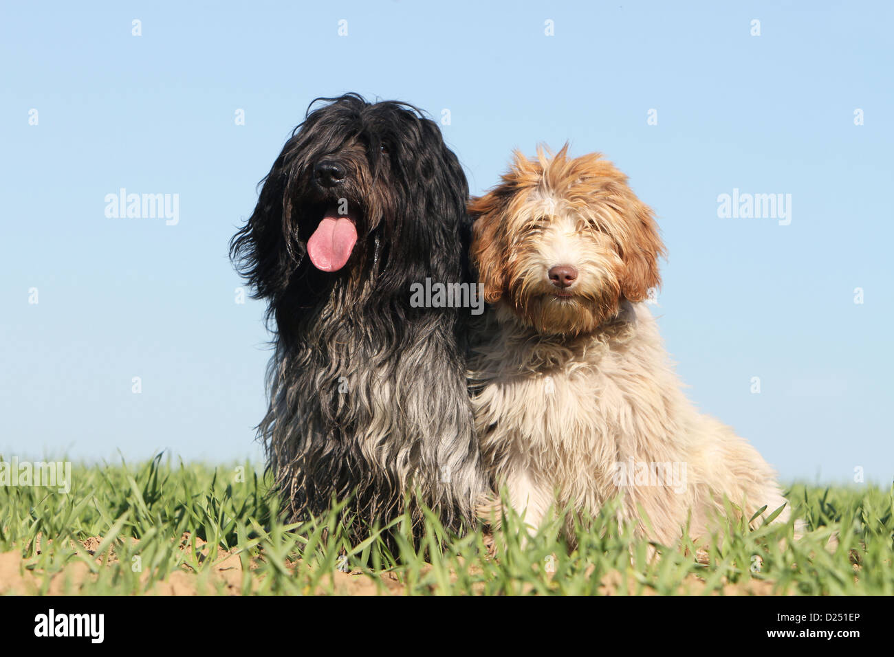 Dog Schapendoes / Dutch Sheepdog adult and puppy different colors lying ...