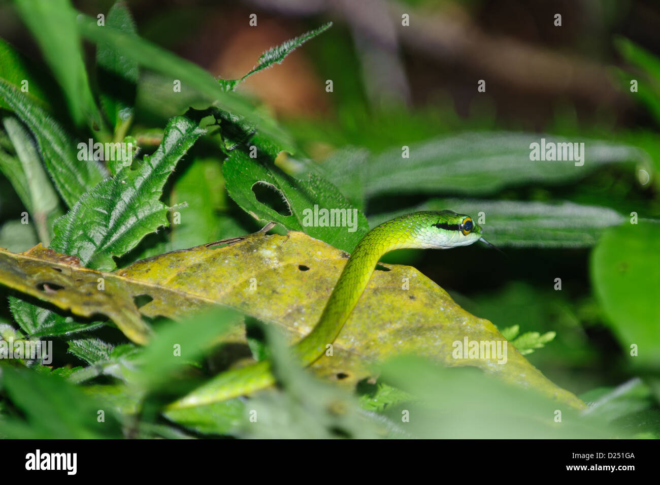 Green Parrot Snake, Leptophis ahaetulla, Costa Rica Stock Photo - Alamy